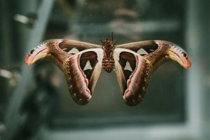 Types of Moths: What is the Most Dangerous Moth?