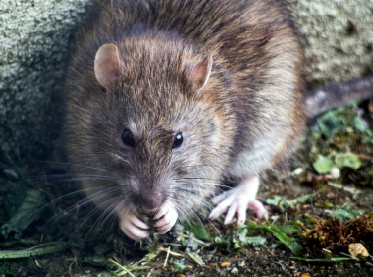 Rat Infestation Can be Prevented by Planting Certain Flower Species